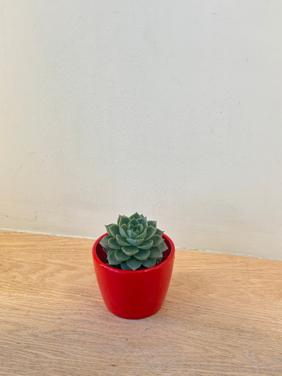 Ruby Succulent - 红宝石多肉 – Florist Markham | Flower Delivery Toronto ...